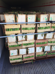 CFS Wood Crate Labels stick to wet wire bound crates - CFS, Inc.